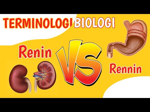 Perbedaan Renin dan Rennin dalam Istilah Biologi - YouTube