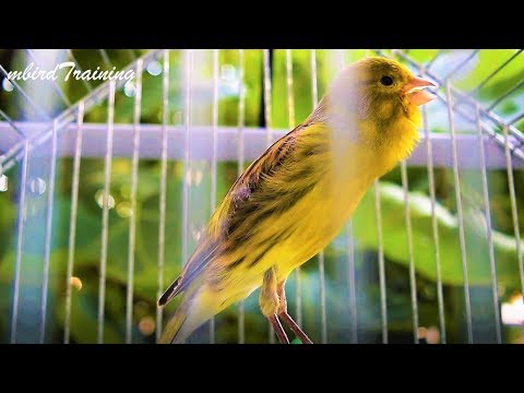 Kanarya'nın eğitim için en güçlü şarkısı