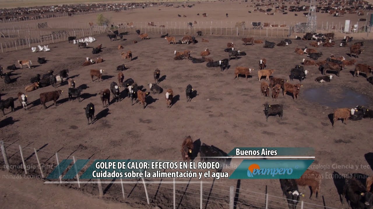 Efectos del golpe de calor en el rodeo - YouTube