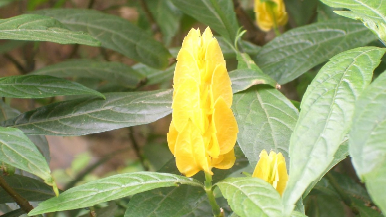 bunga kuning - YouTube