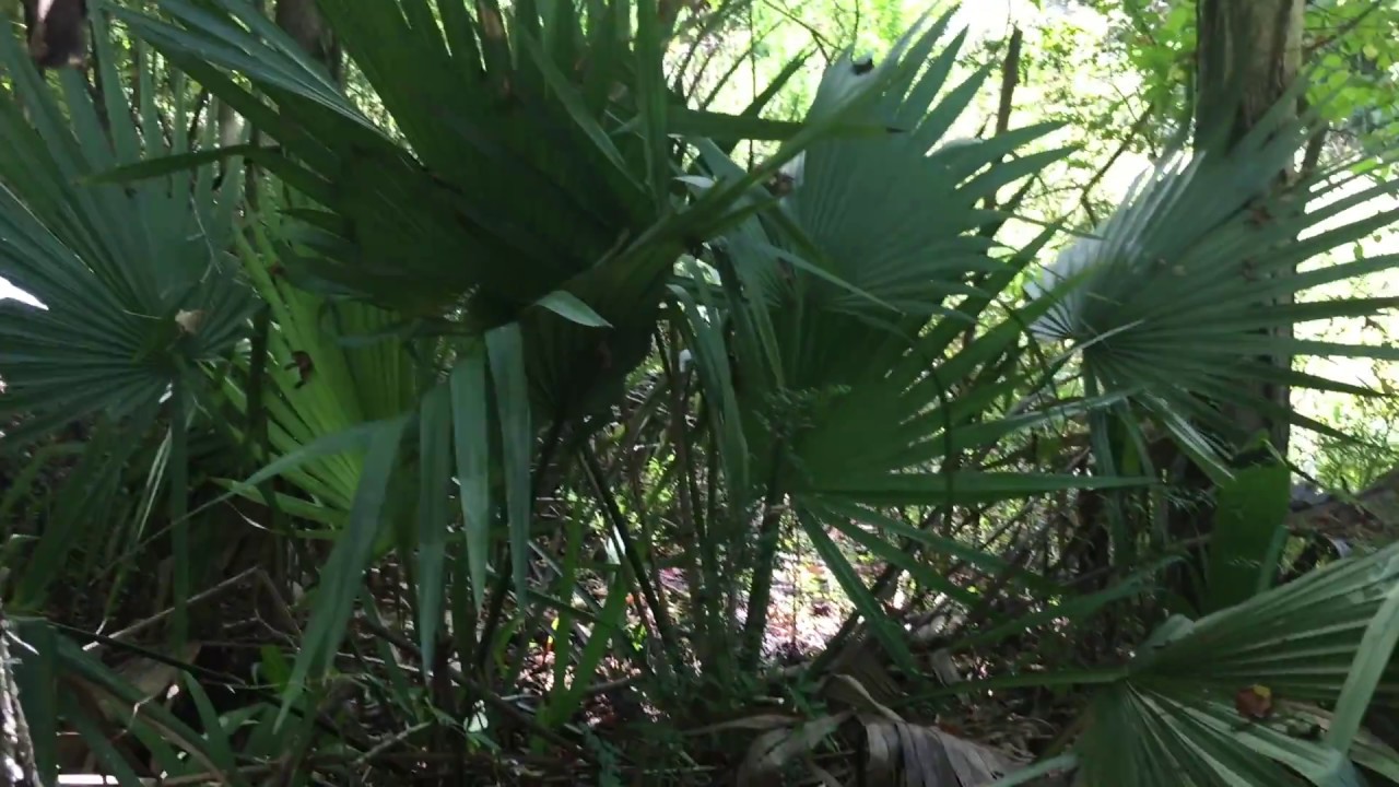 Wild Sabal Minors Wilmington NC - YouTube