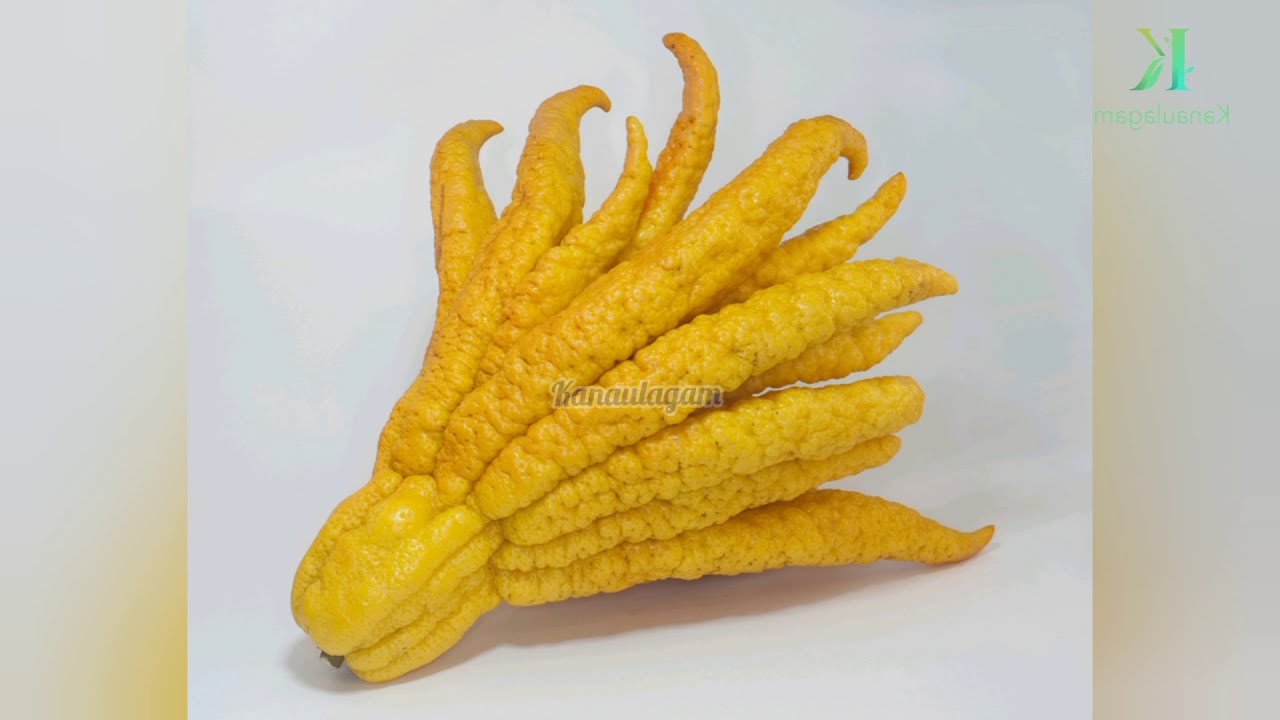 Buddha Hand Fruit Review - The Fruit with Fingers - Health Tips ...