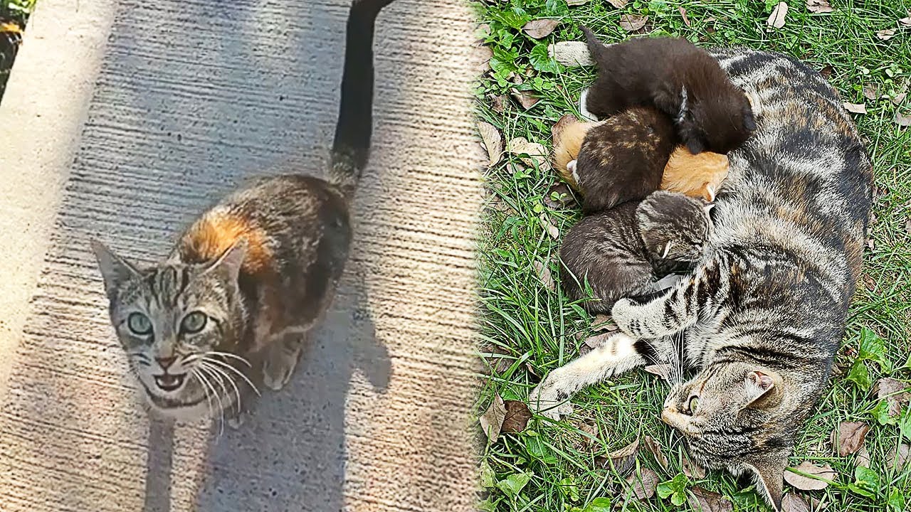 Stray Mother Cat Call The Woman To Show Her Kittens - YouTube