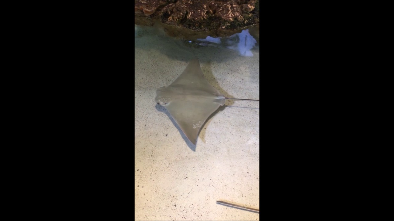 cute stingrays :) - YouTube