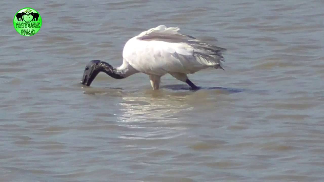 Australian white ibis bird .... AUSTRALIAN IBIS OR BIN CHICKEN - YouTube