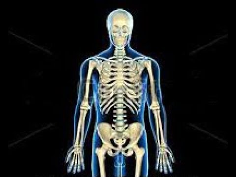 The Body Framework : Science Awareness - YouTube