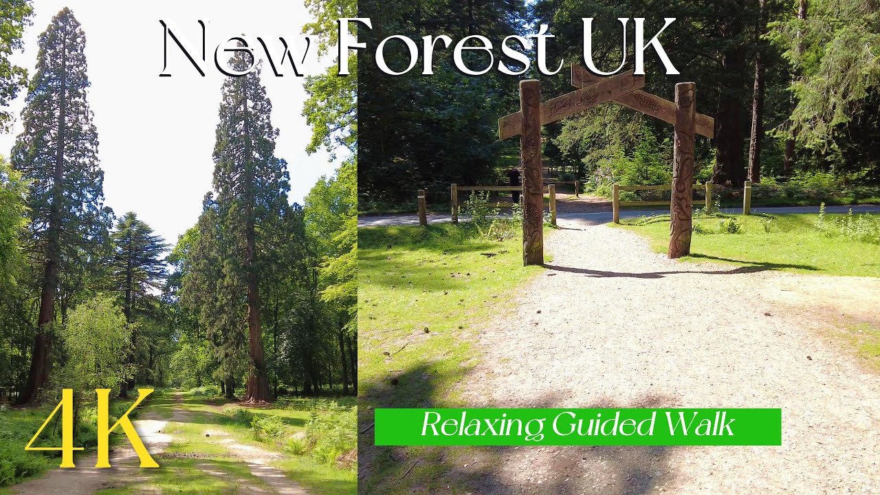 Relaxing Guided Forest Walk | Tall Trees | Meditation in Nature - YouTube