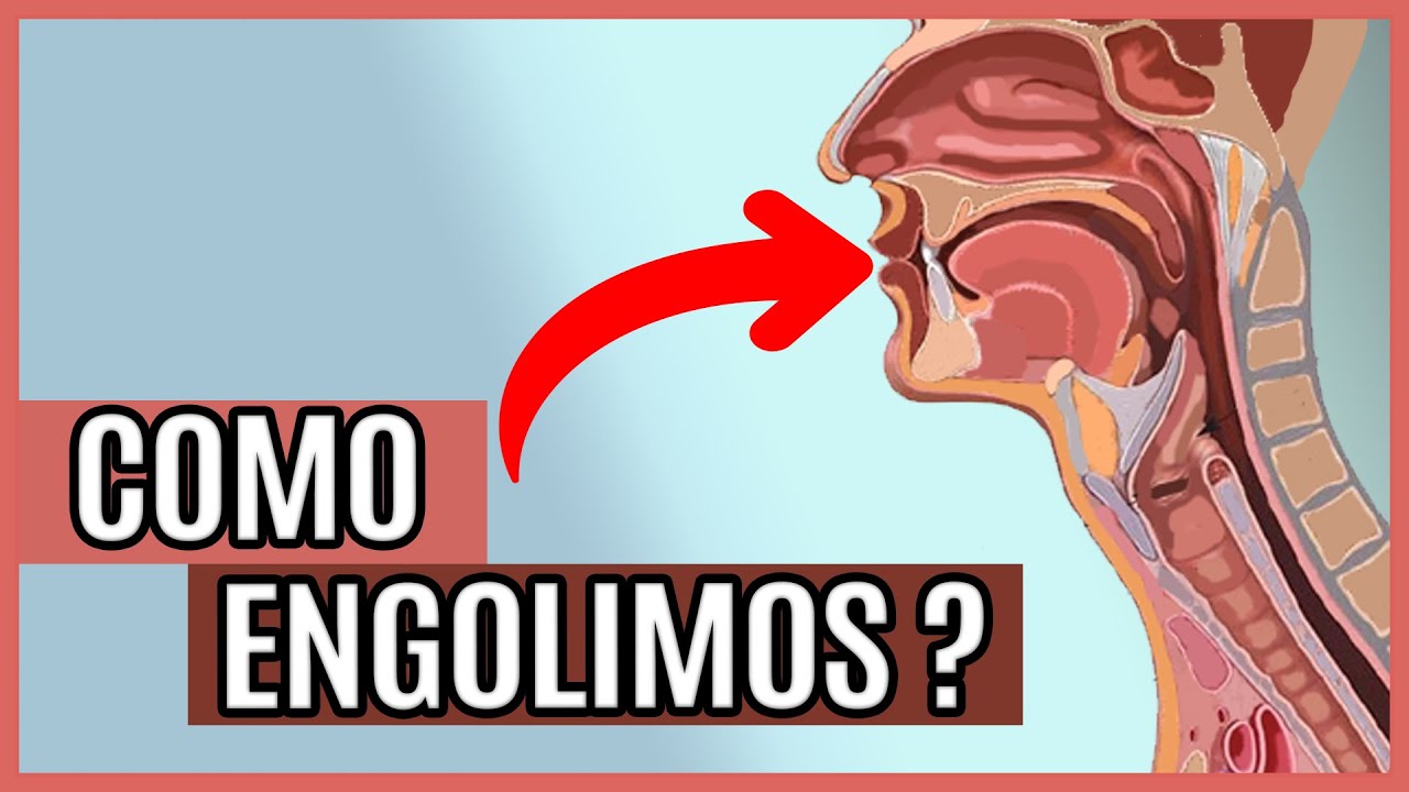 Como Engolimos ? As Fases da Deglutição 😀 - YouTube