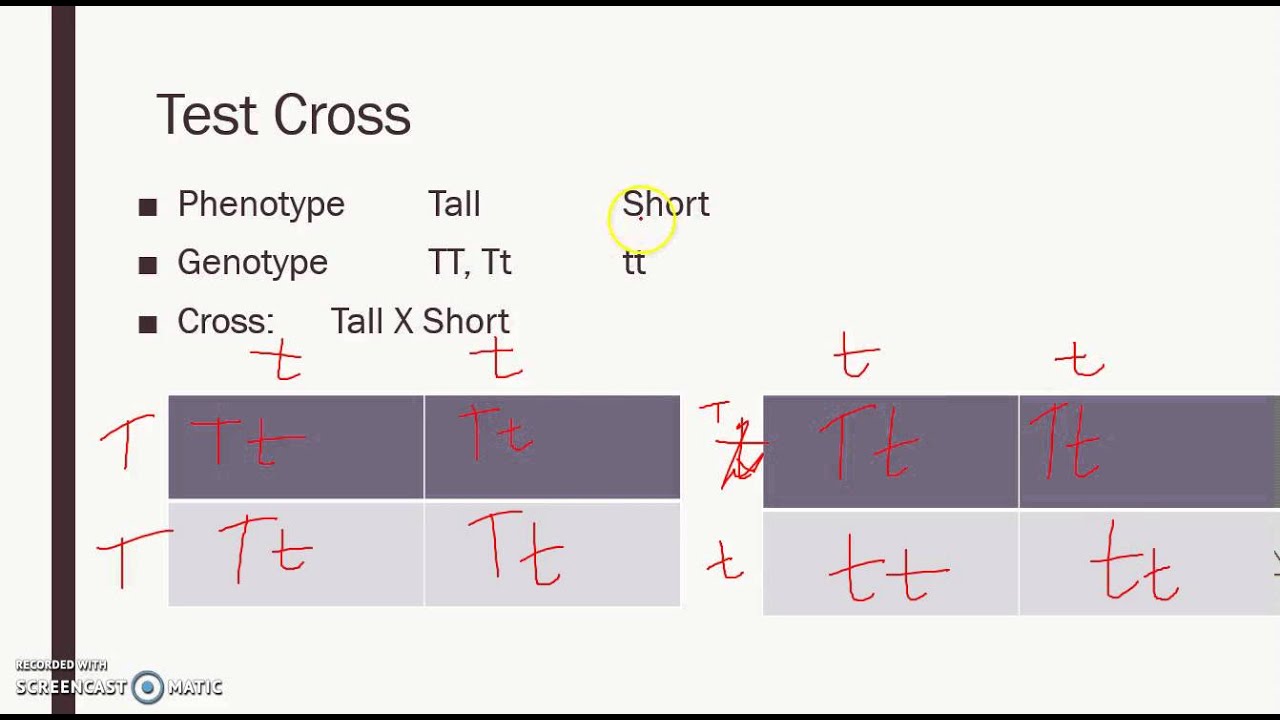 AP Punnett Square Problems - YouTube