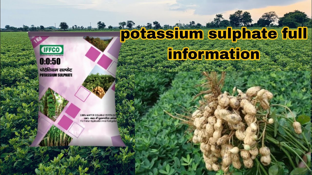 N P K 0 0 50 Fertilizer n-p-k-0-0-50-fertilizer