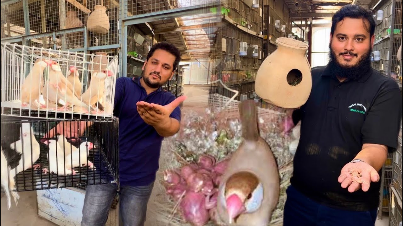 The World Biggest Java Sparrow Breeding Farm In Pakistan, How too Start ...
