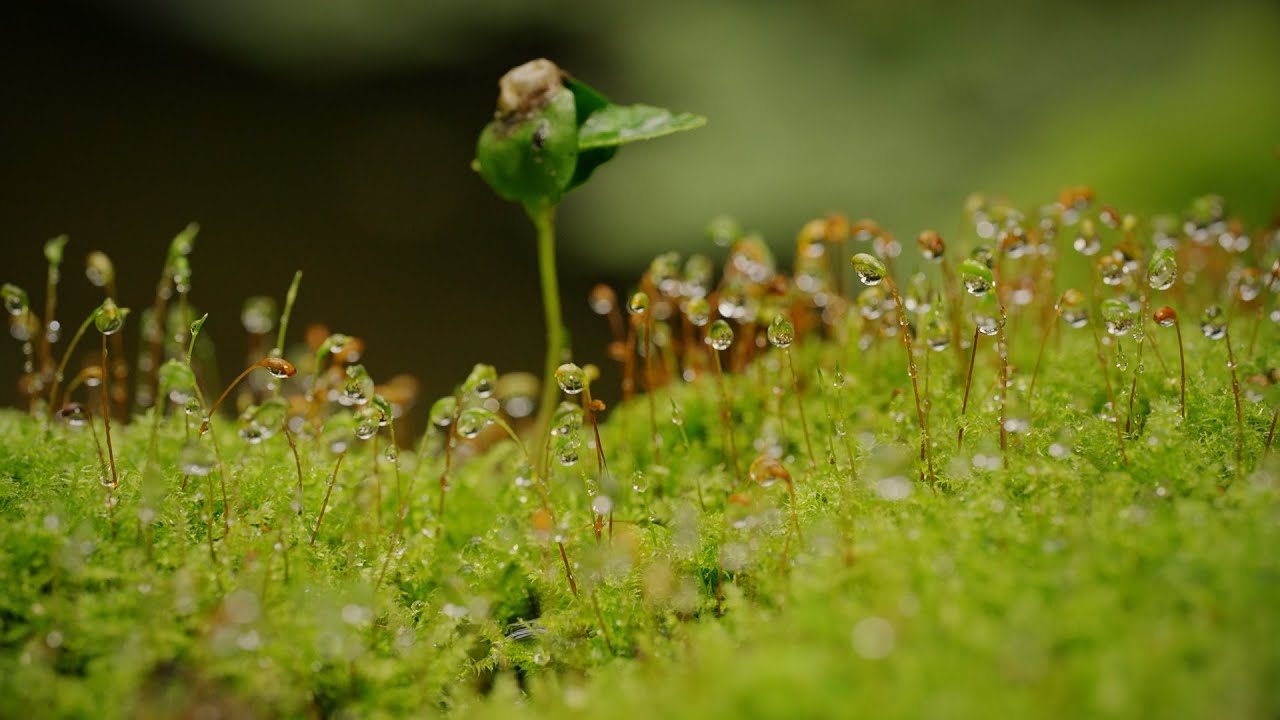MOSS EVOLUTION – a lecture by Ralf Reski - YouTube