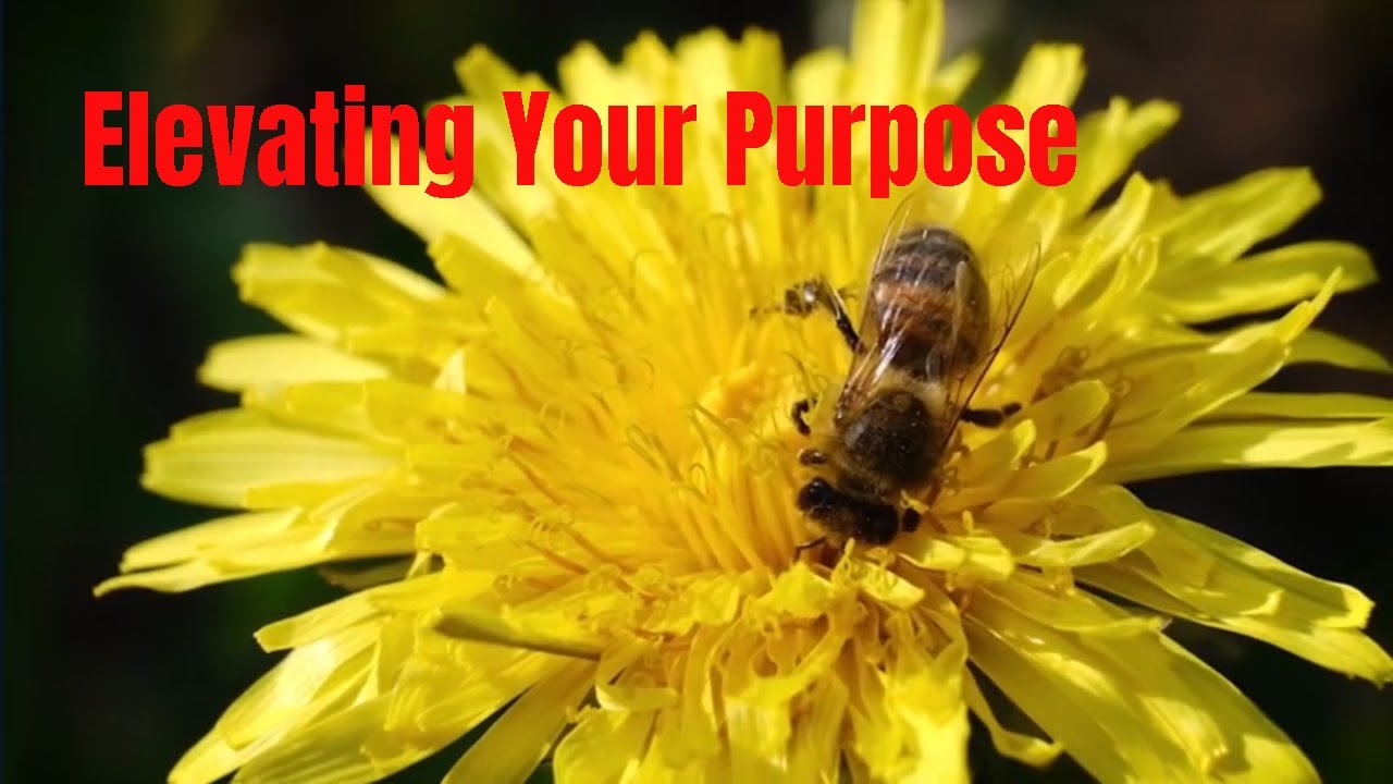 Elevating Your Purpose - Future Living Series - YouTube