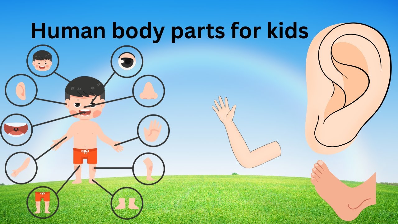 Learn human body parts for kids/head shoulders knees and toes ...