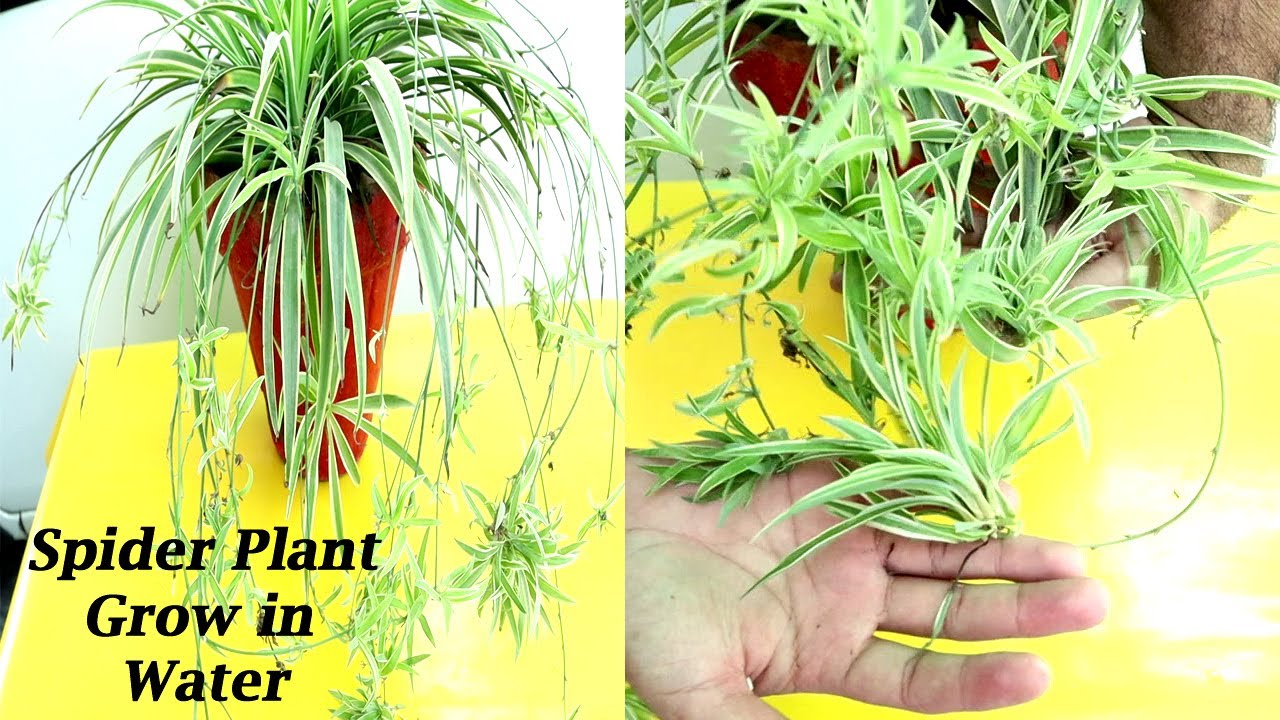 How to grow spider plant in water very easily / spider plant / pups ...