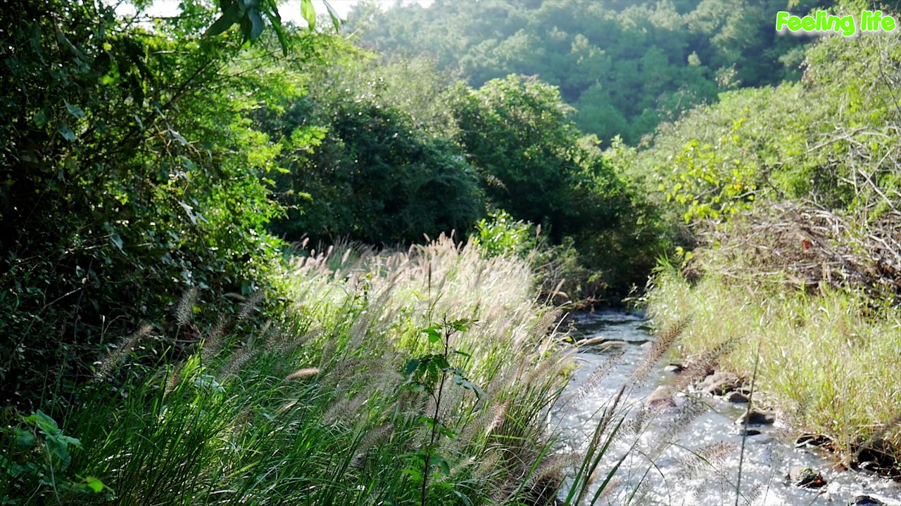 Relaxing Music For Better Sleeping Included The Stream Flowing and ...