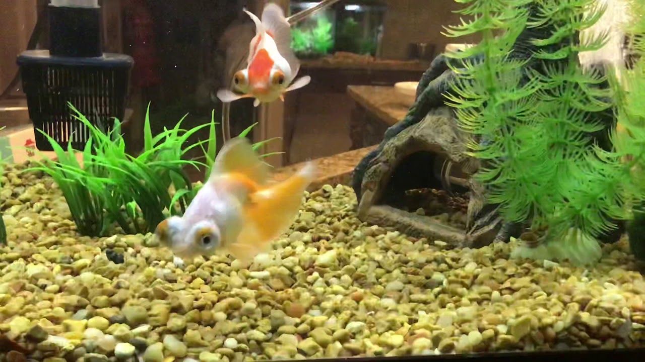My surprise goldfish - YouTube