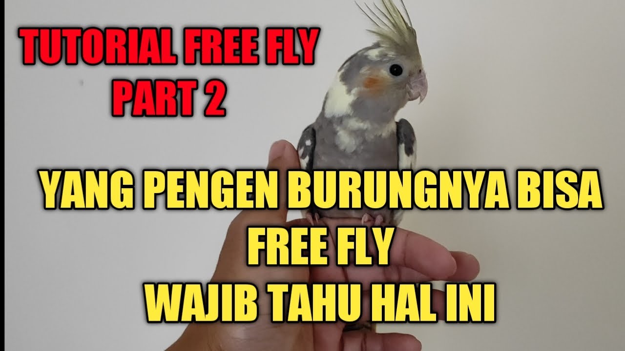 TUTORIAL MELATIH BURUNG FALK FREE FLY PART 2 | LATIHAN BOOMERANG INDOOR ...