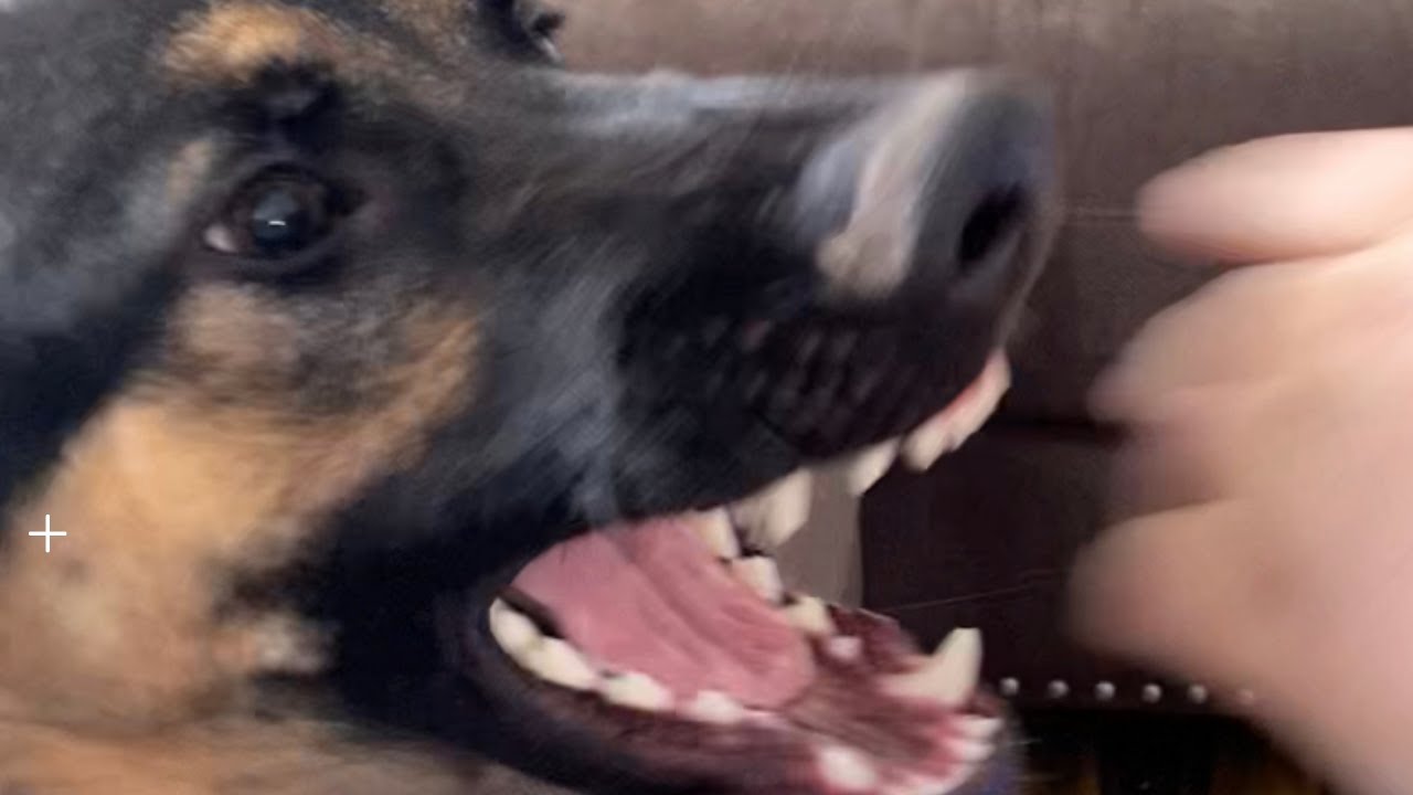 German Shepherd acting CRAZY *hilarious - YouTube