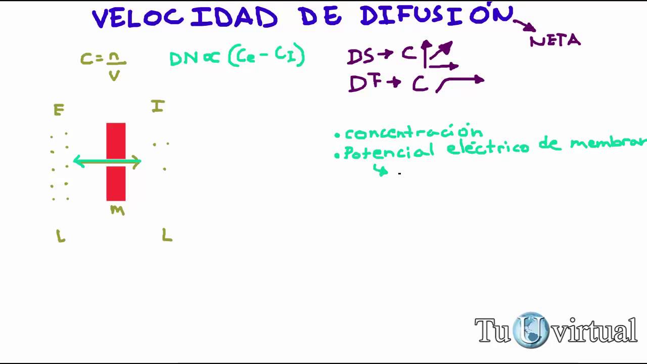 Fisiología - Velocidad neta de difusión - concentración, nernst ...