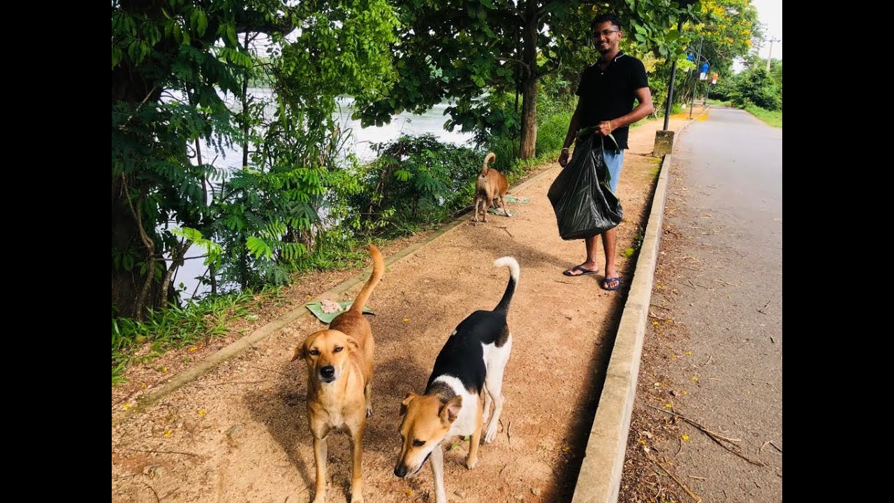 Feeding The needy animals | This video is for all animal lovers - YouTube