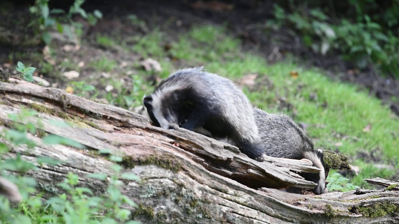 Badgers, Wales - YouTube