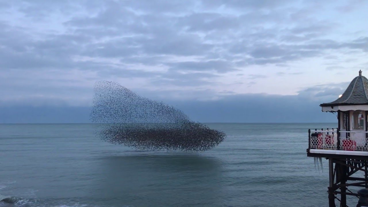 A Murmuration of Birds in Brighton || ViralHog - YouTube