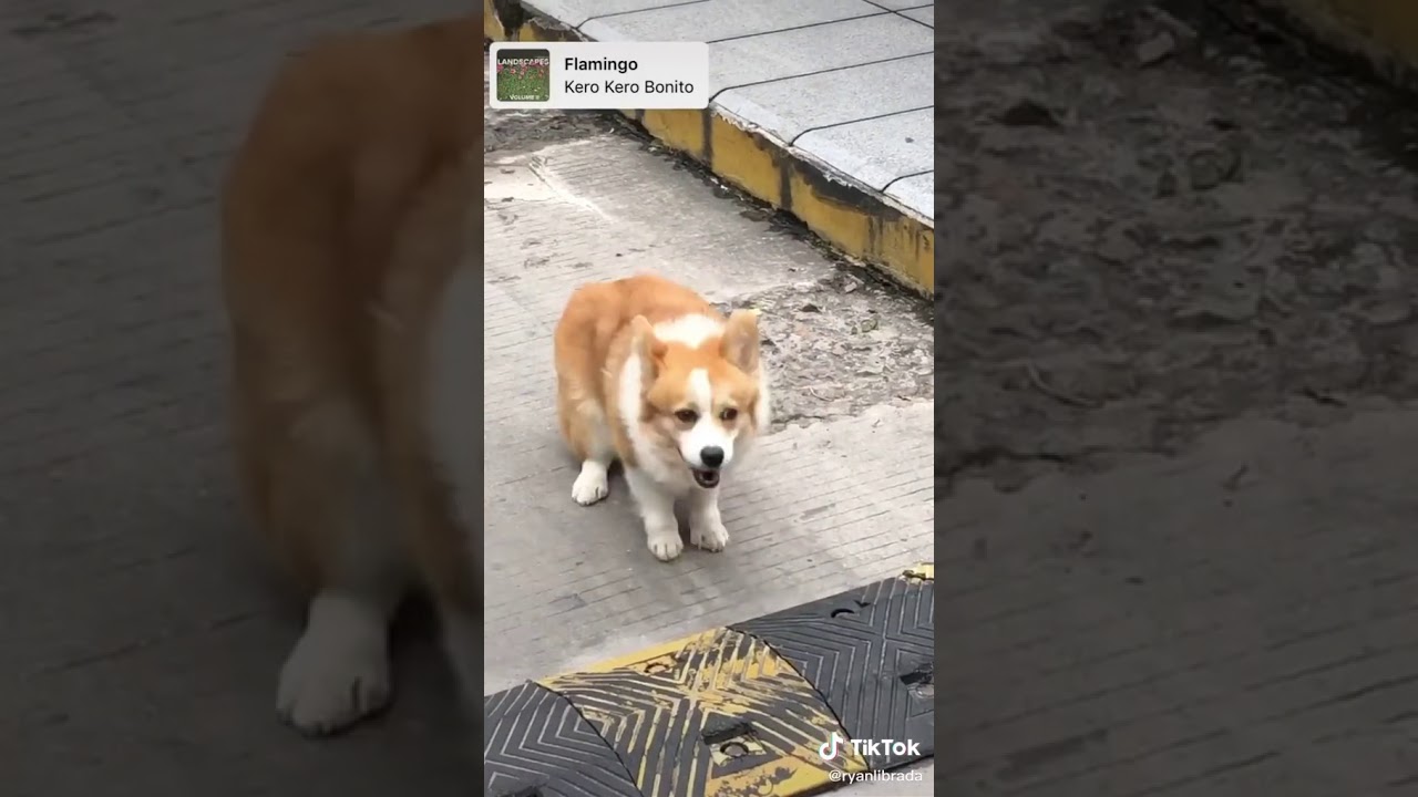 Corgi dance - YouTube