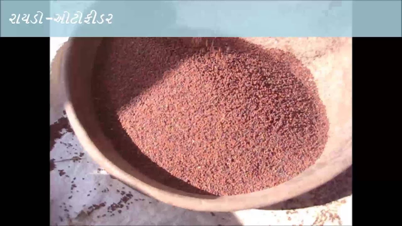 Samrat Thresher India - MUSTARD(RAYDO) - YouTube