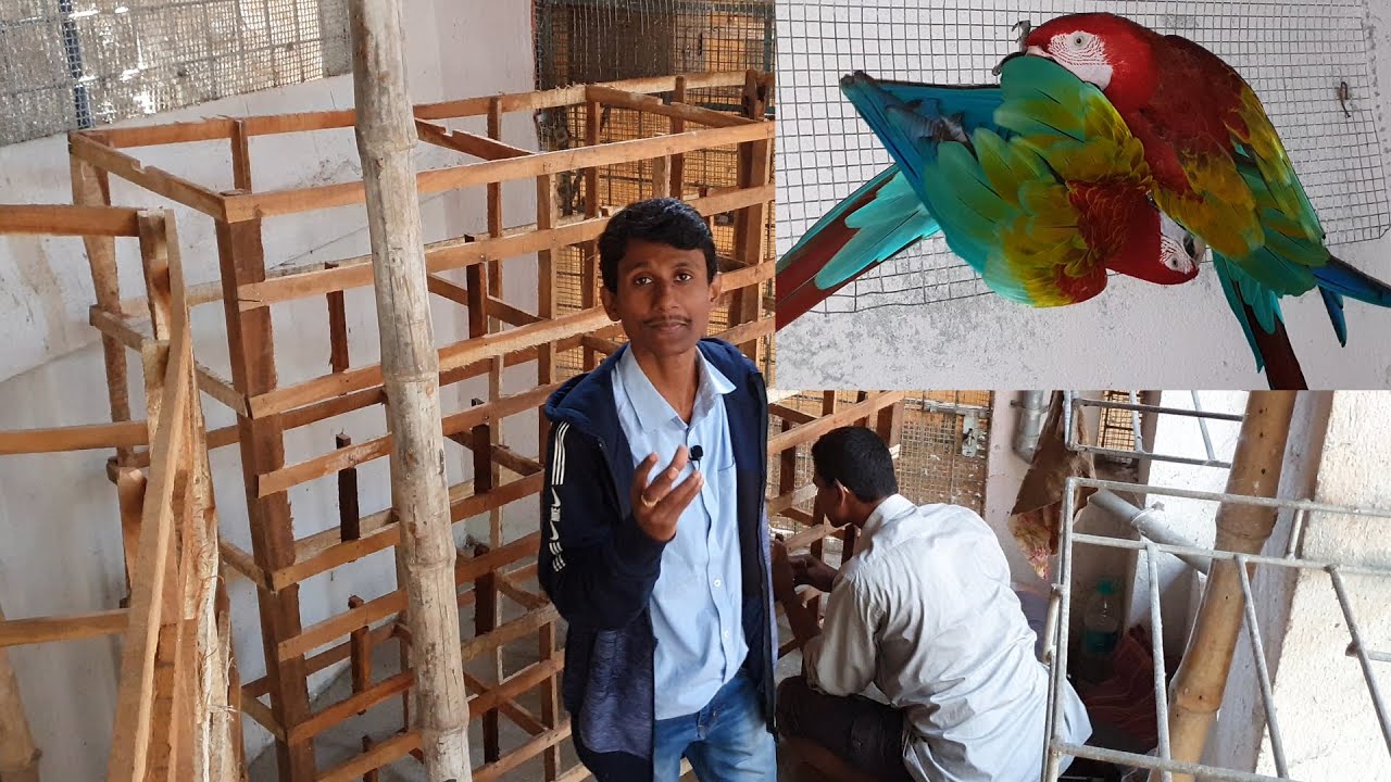 250 Pair Finches Breeding Cages Making / Macaw Breeding Box Setup With ...