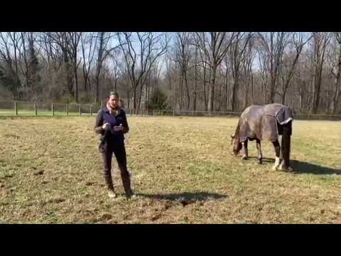 Safely turning out a horse - YouTube