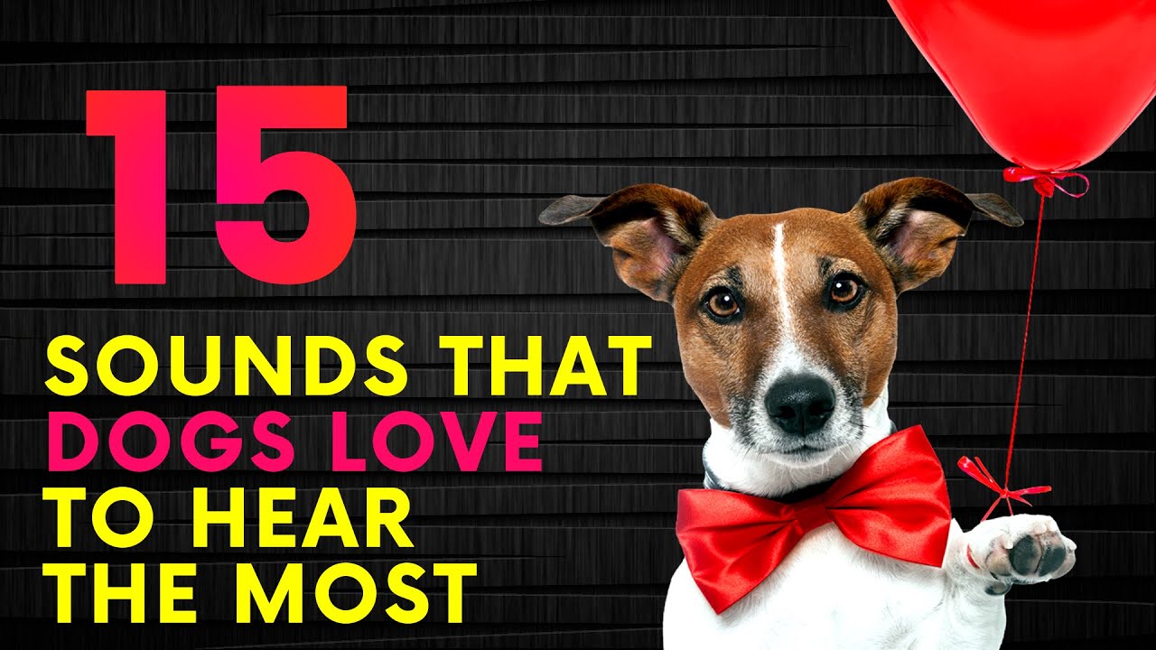 15 Sounds That Dogs Love To Hear The Most - YouTube