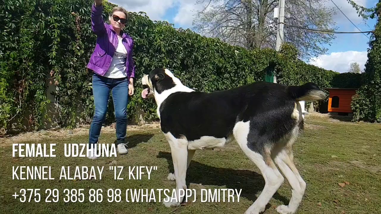 GIGANTIC FEMALE ALABAY UDZHUNA. - YouTube