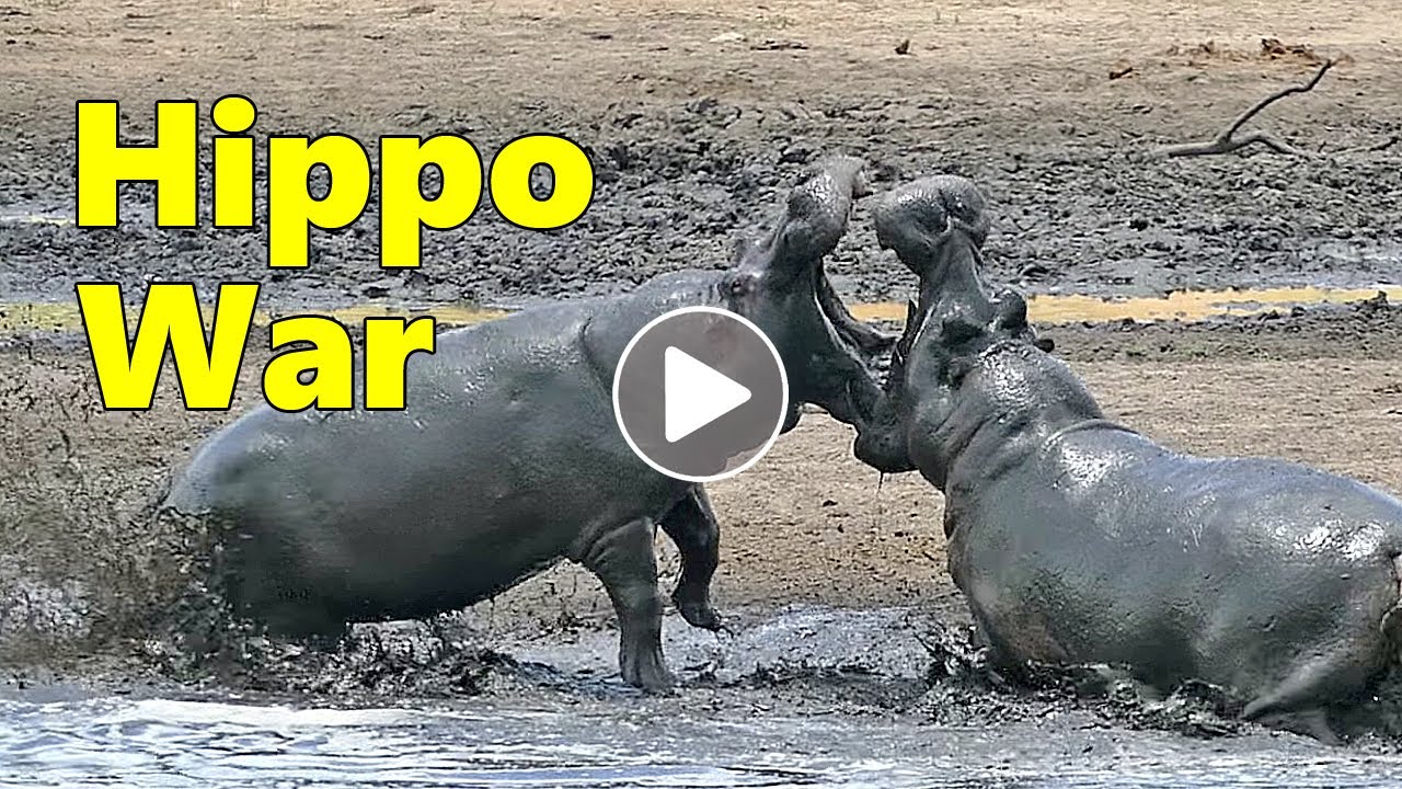 Hippo War - YouTube
