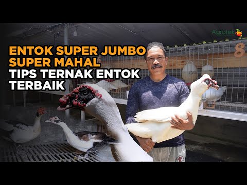Entok Super Jumbo Berharga Fantastis Mudah Dan Untung Untuk Di Budidayakan