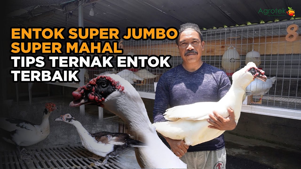 Entok Super Jumbo Berharga Fantastis Mudah Dan Untung Untuk Di ...