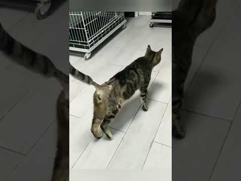 Sokak kedisi kalça kırığı ameliyatı.#kedikalça#kedikalçaameliyatı#