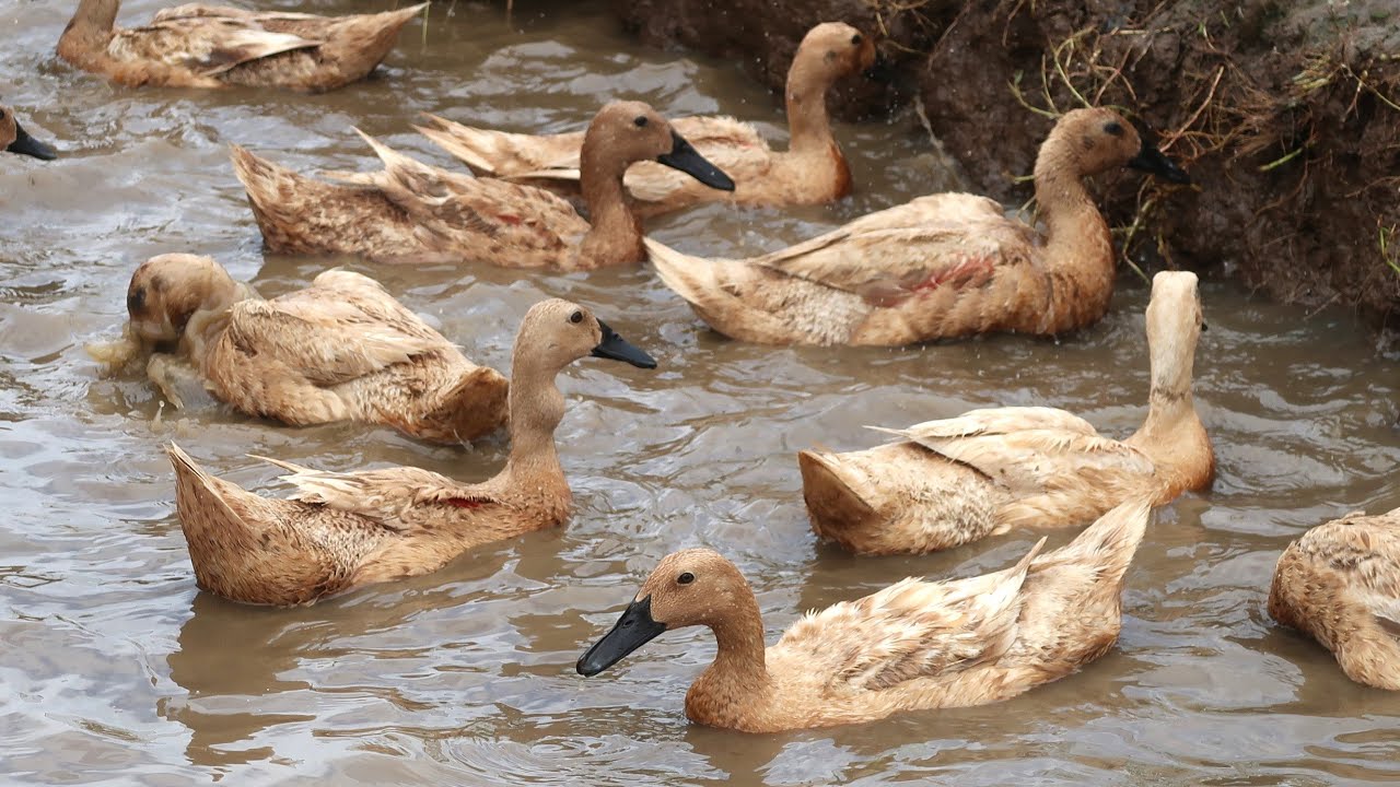 Bebek Berenang Cicak Bebek Berenang Di Hutan Bebek Lucu Lagu Cicak ...
