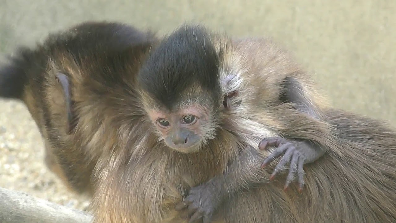 A baby tufted capuchin ② 2018-06-02 ( 9 days old ) - YouTube