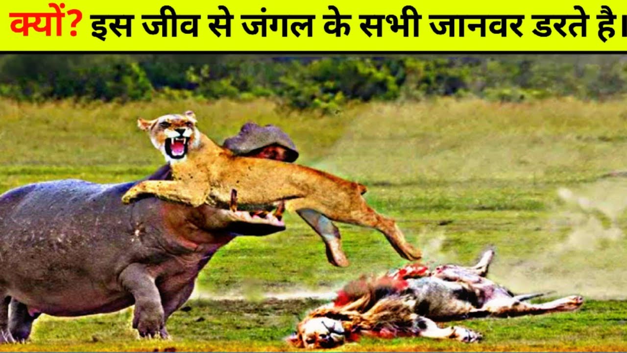 Discover the Untold Secrets of Hippos and Their Attacks | hippo ...