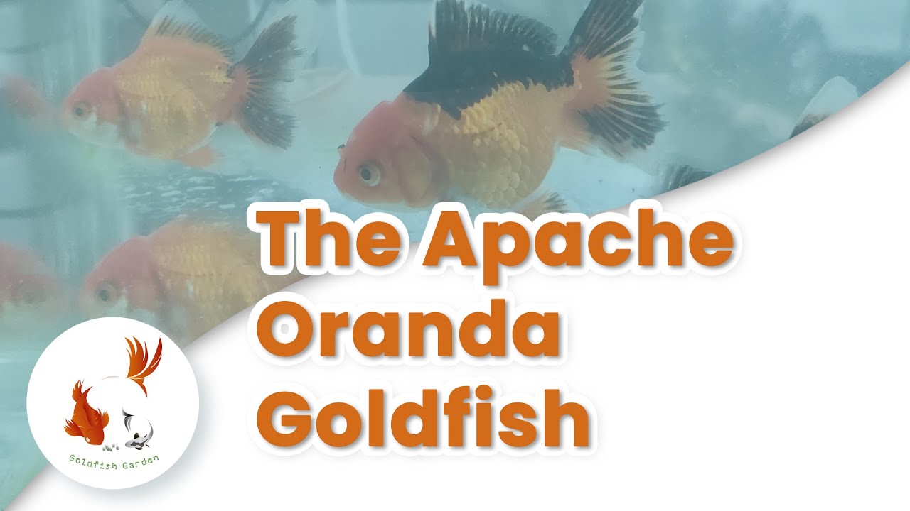 Apache Oranda Goldfish - YouTube