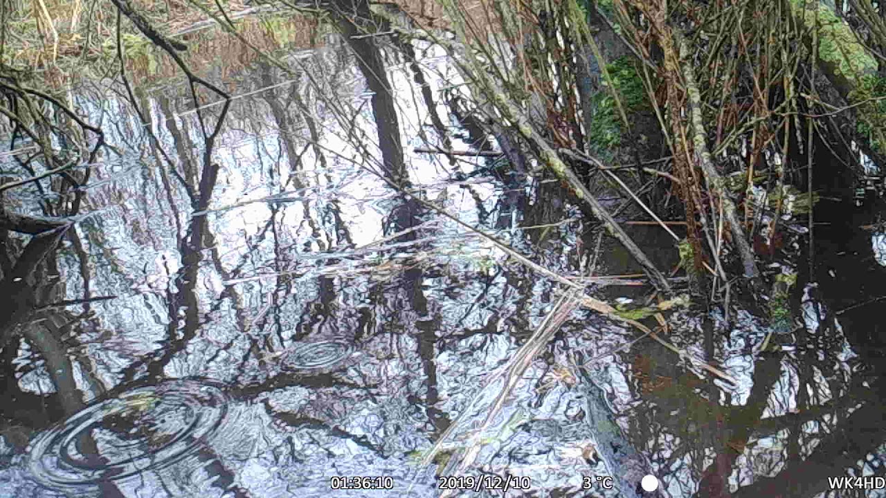 Waterhoen - YouTube
