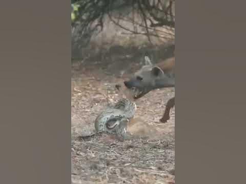 Hyena steal Python prey #animalshorts #wildlife #hyena - YouTube