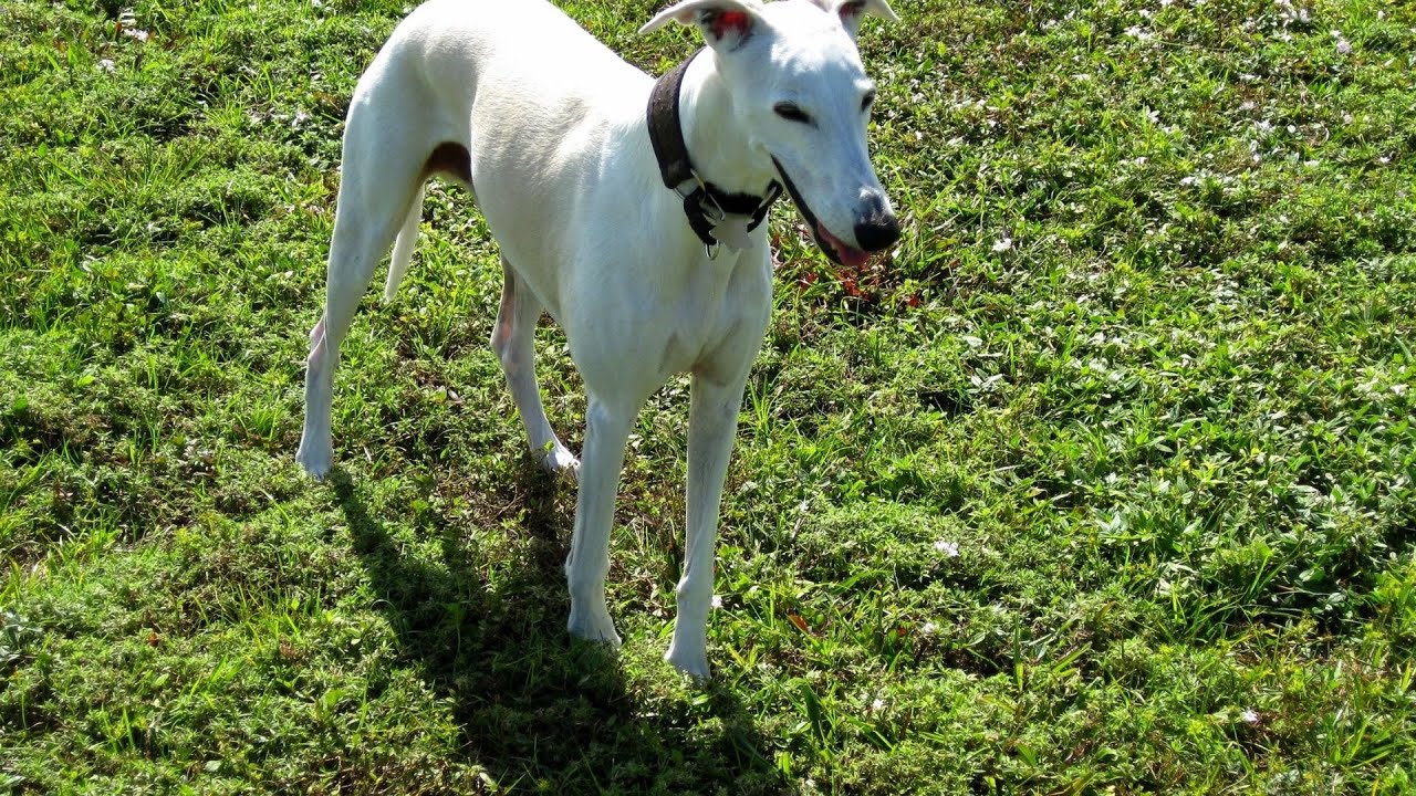 Getting to Know Whippets: How They Interact With Children - YouTube