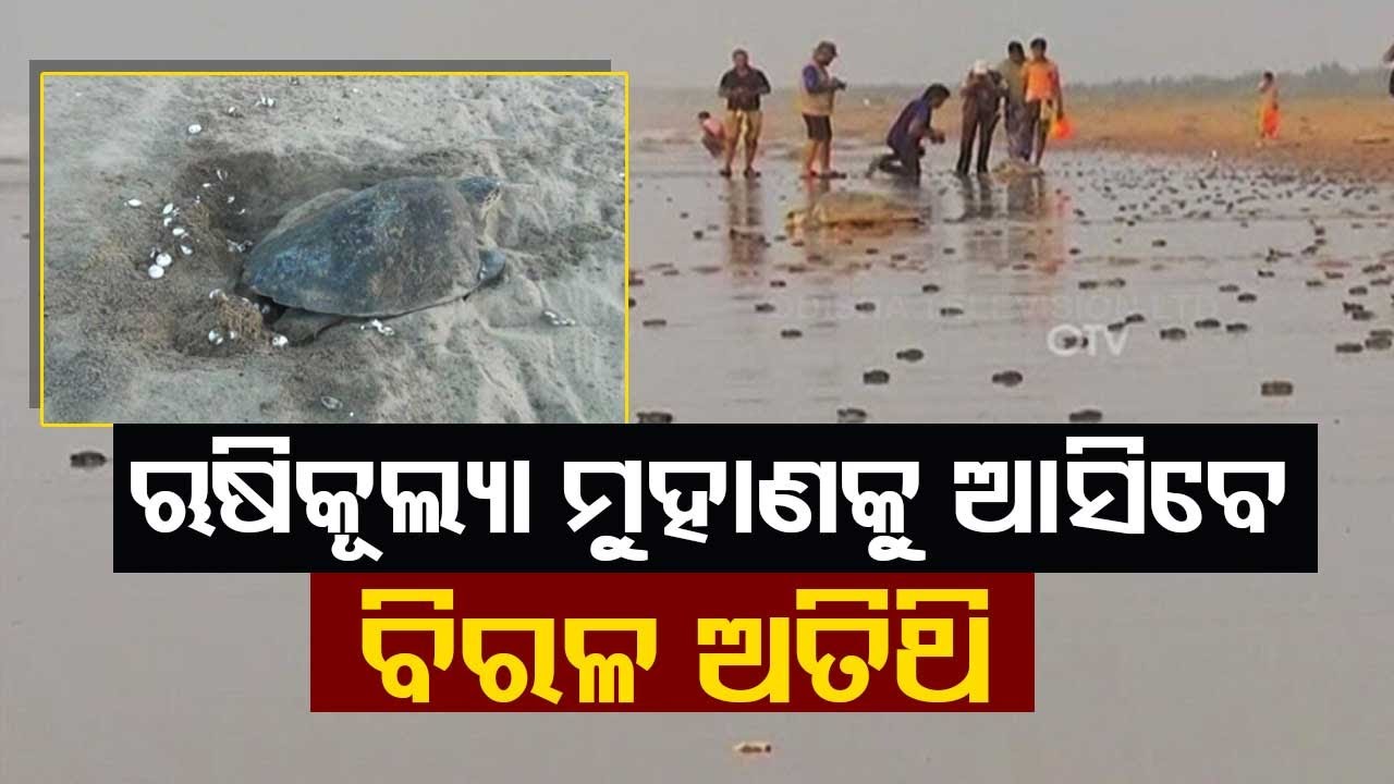 Rushikulya River Mouth All Set To Welcome Olive Ridley Turtles For Mass rushikulya-river-mouth-all-set-to-welcome-olive-ridley-turtles-for-mass