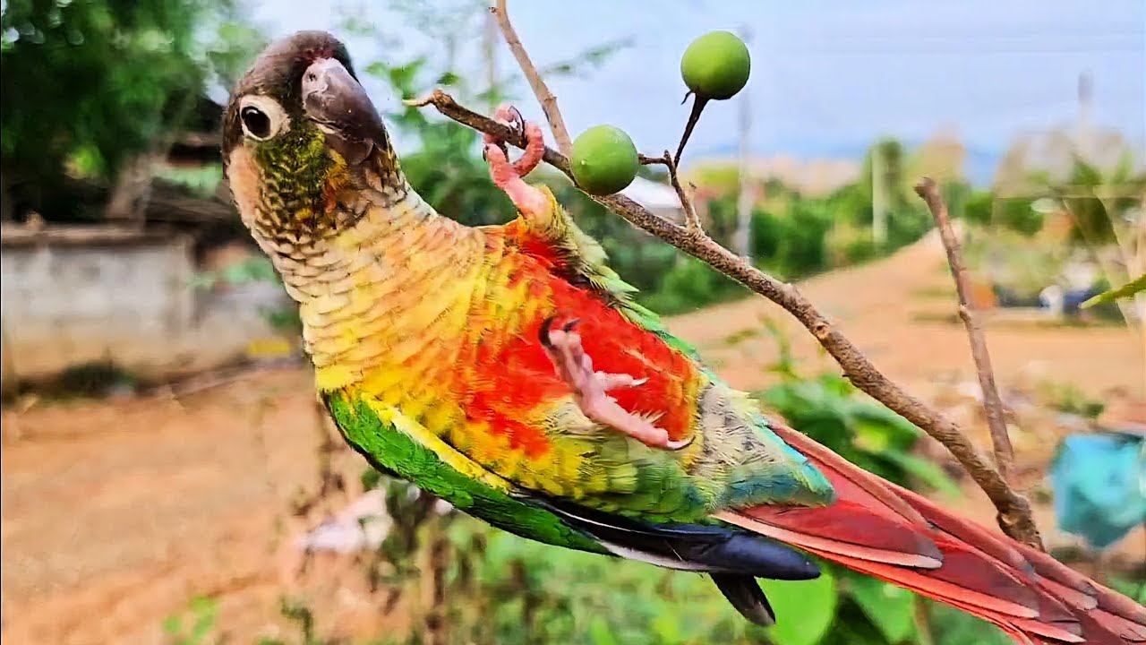 hello everyone Today I'm here to show you how to climb a tree : green ...
