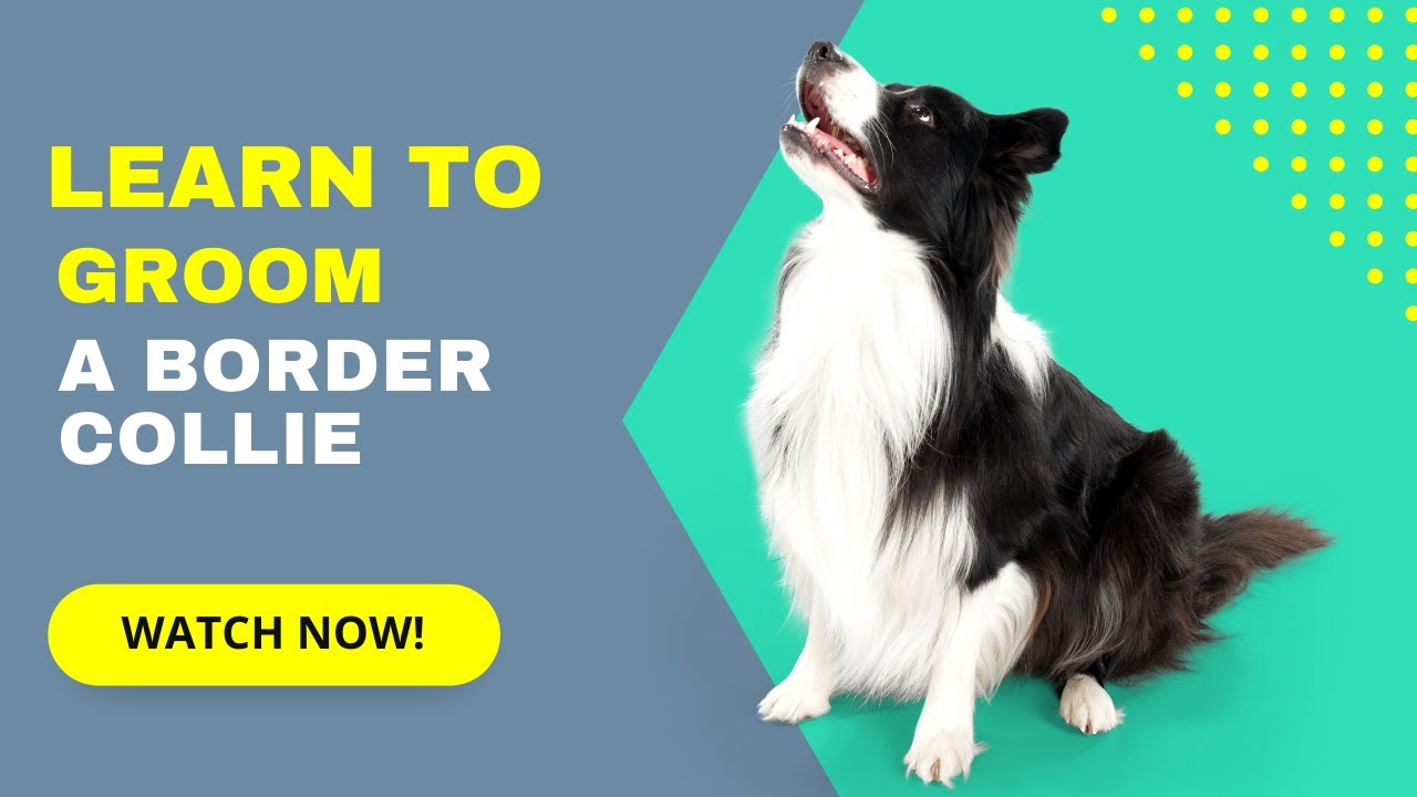 How to Groom a Border Collie Like a Professional - YouTube