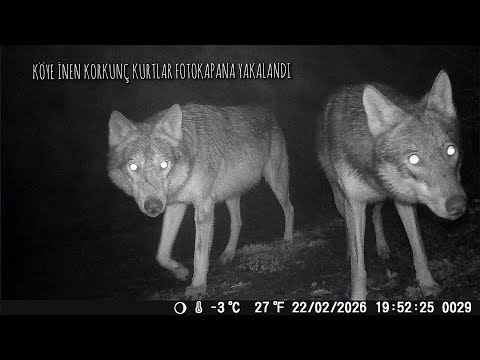 Köy Basan Korkunç Kurtlar Fotokapana Yakalandı - Köyde Köpek Bırakmayan Dev Kurtlar Kangal Avında