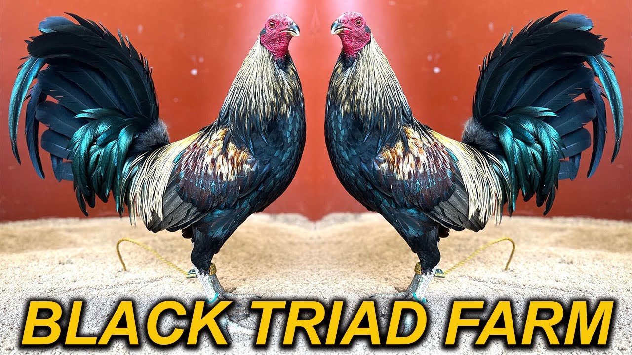Black Triad - Beautiful Black Chicken Bates Grey White Claret Kelso ...