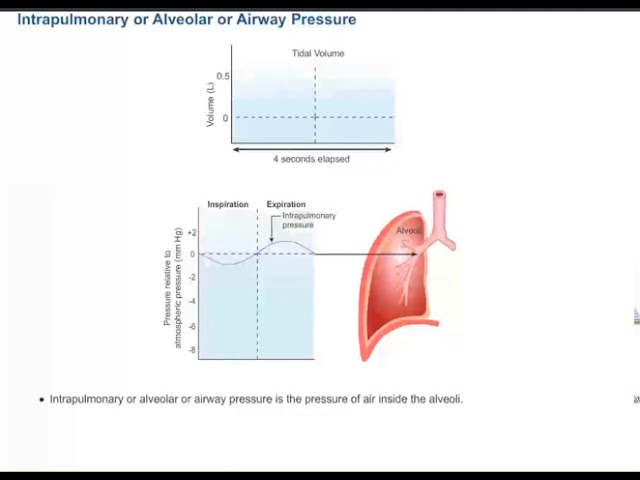 Intrapleural Pressure